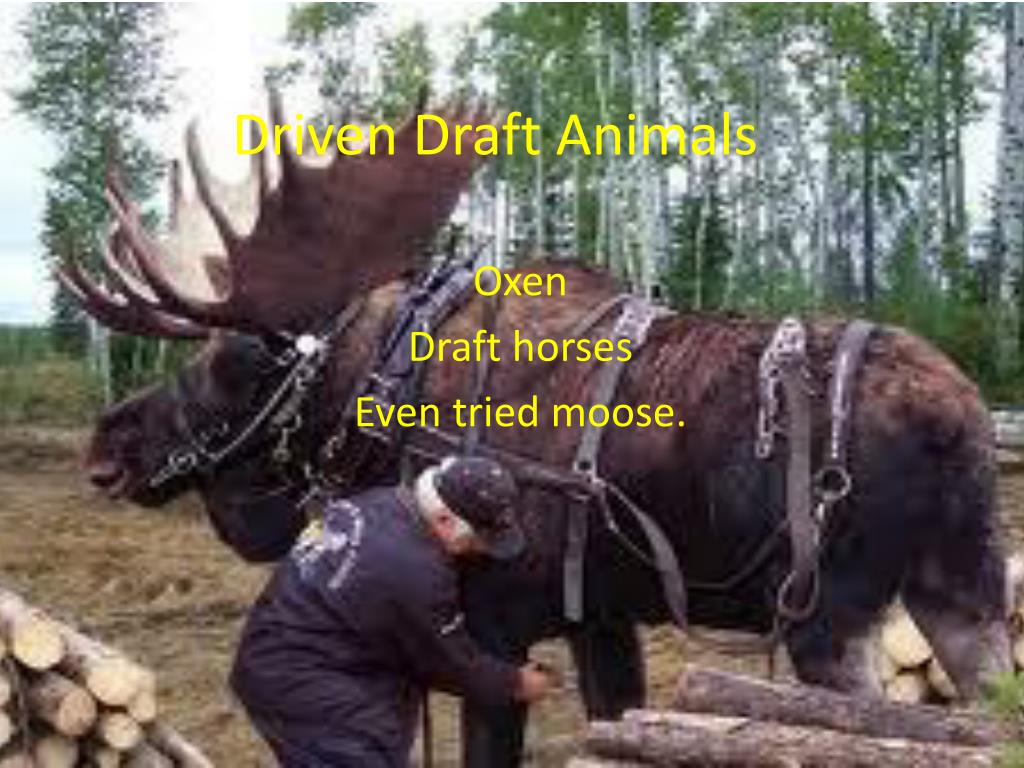 PPT - Driven Draft Animals PowerPoint Presentation, free download - ID ...