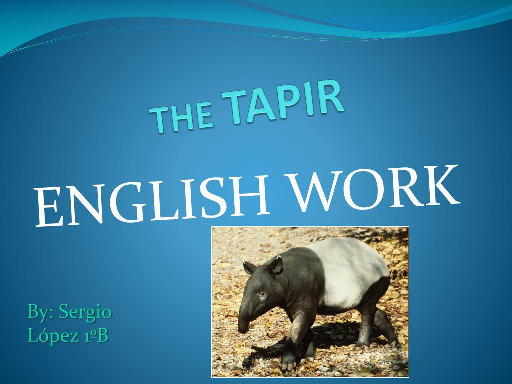 PPT - THE TAPIR PowerPoint Presentation, free download - ID:1957496