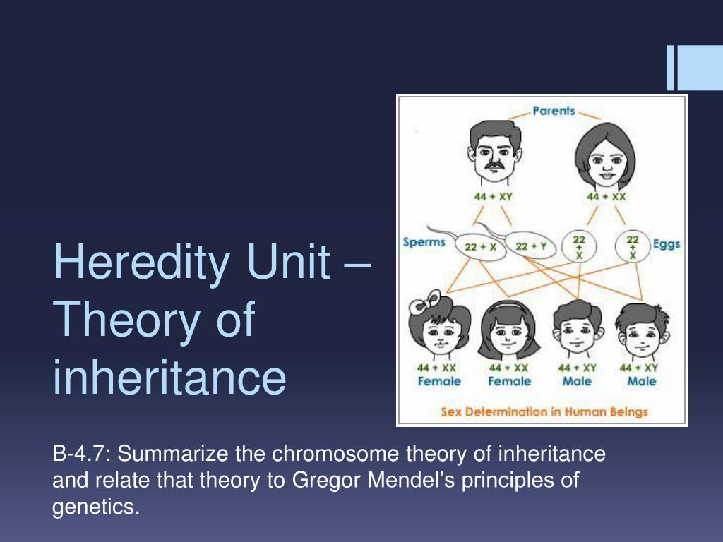 PPT - Heredity Unit – Theory of inheritance PowerPoint Presentation, free download - ID:1957908