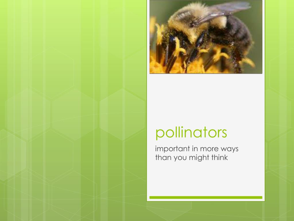 PPT - pollinators PowerPoint Presentation, free download - ID:1958185