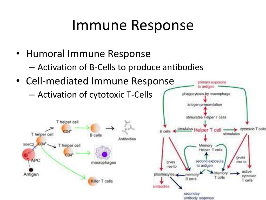 PPT - Immune Response PowerPoint Presentation, free download - ID:1958278