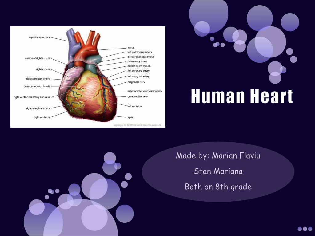 PPT - Human Heart PowerPoint Presentation, free download - ID:1958465