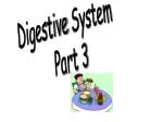PPT - Digestive System Part 2 PowerPoint Presentation, free download ...