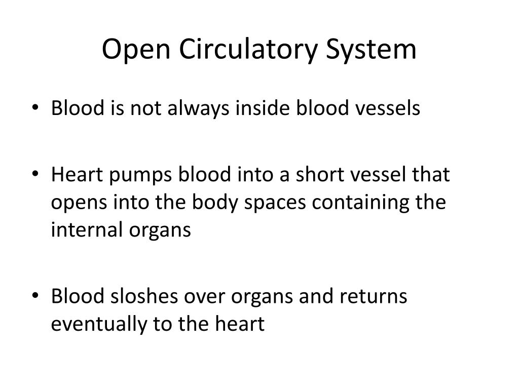 PPT - Open Circulatory System PowerPoint Presentation, free download ...
