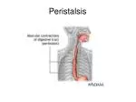PPT - Digestion and Peristalsis PowerPoint Presentation, free download ...
