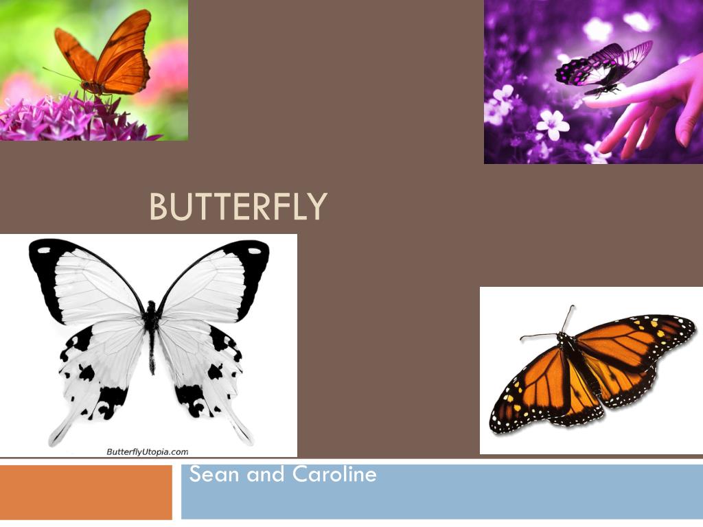 PPT - Butterfly PowerPoint Presentation, free download - ID:1966197
