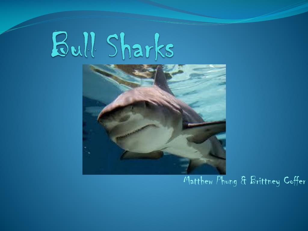 PPT - Bull Sharks PowerPoint Presentation, free download - ID:1967517