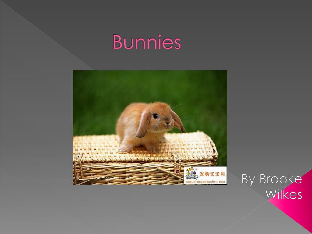 PPT - Bunnies PowerPoint Presentation, free download - ID:1969502