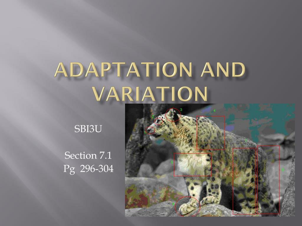 PPT - Adaptation and Variation PowerPoint Presentation, free download ...