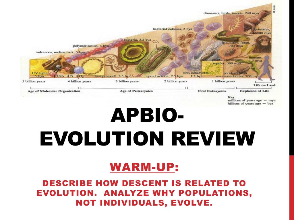 PPT - APBIO- Evolution Review PowerPoint Presentation, free download ...