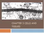 PPT - Chapter 3 - Cells and Tissues Cell Anatomy PowerPoint ...