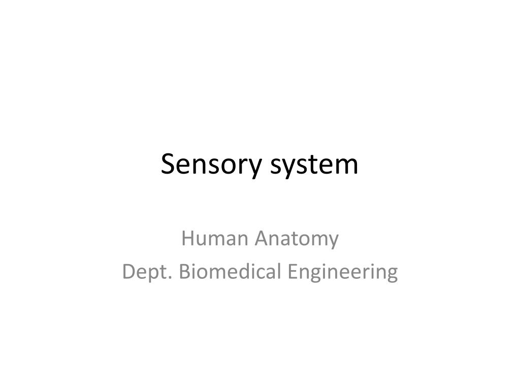 PPT - Sensory system PowerPoint Presentation, free download - ID:1973167
