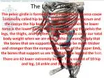 PPT - MUSCLES OF THE TORSO PowerPoint Presentation, free download - ID ...