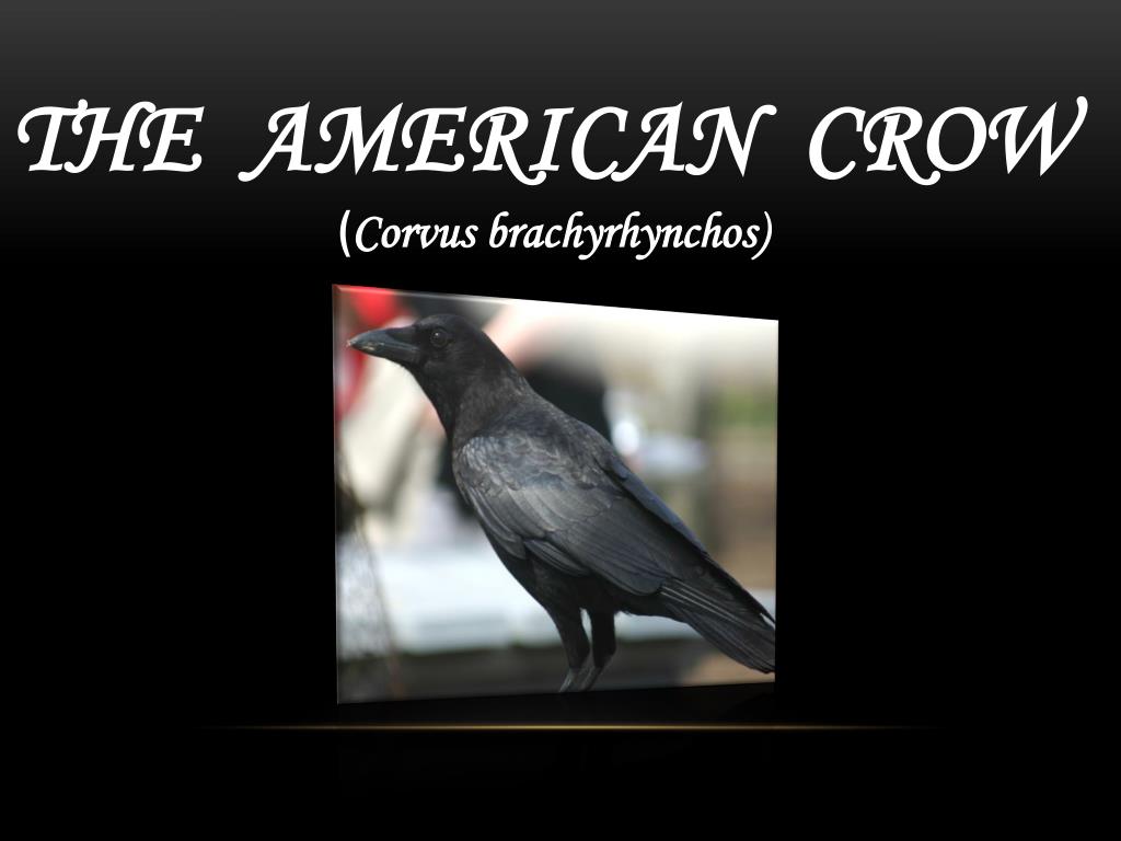 PPT - The American Crow PowerPoint Presentation, free download - ID:1973636