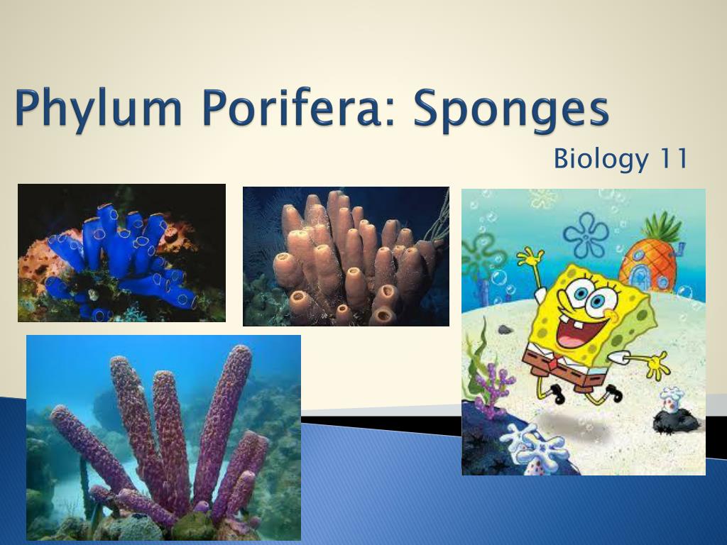 PPT - Phylum Porifera : Sponges PowerPoint Presentation, free download ...