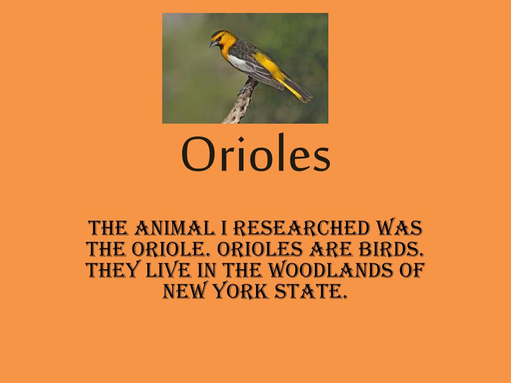 PPT - Orioles PowerPoint Presentation, free download - ID:1974377