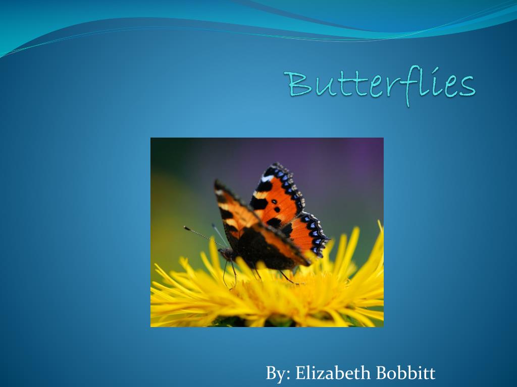 PPT - Butterflies PowerPoint Presentation, free download - ID:1974390