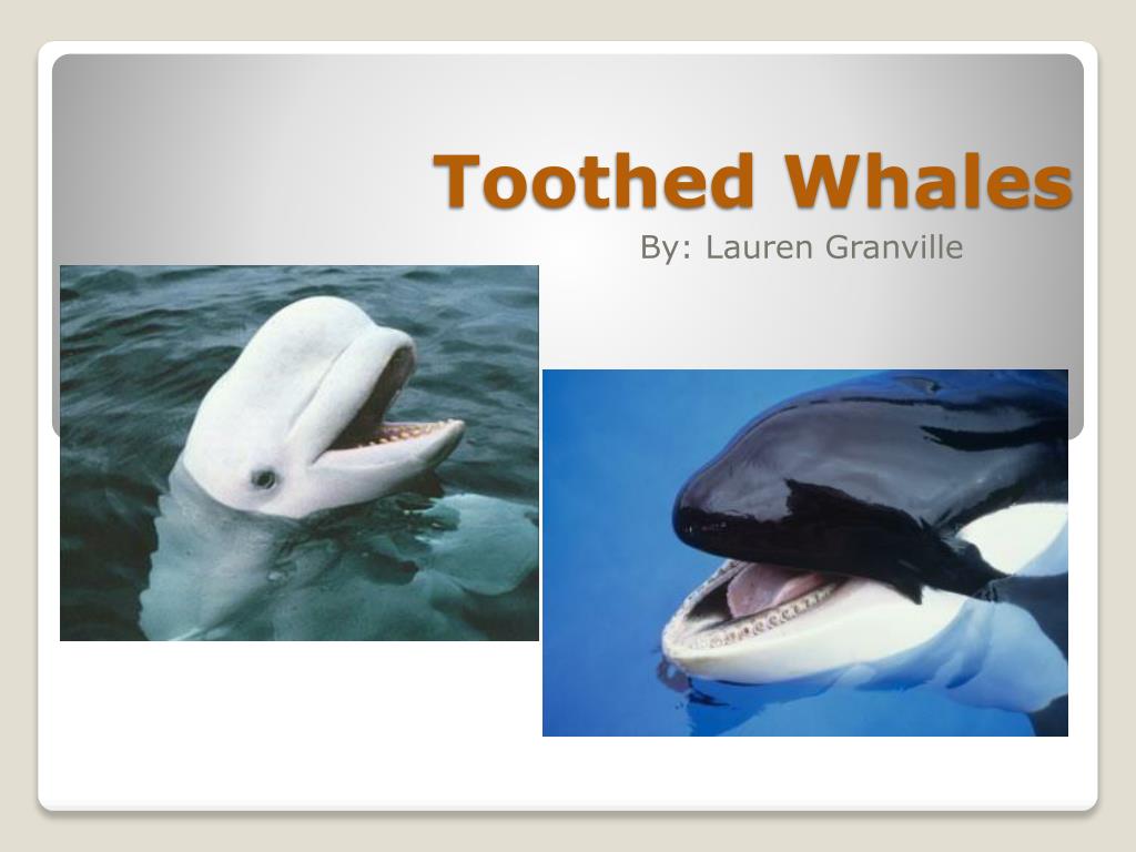 PPT - Toothed Whales PowerPoint Presentation, free download - ID:1974657