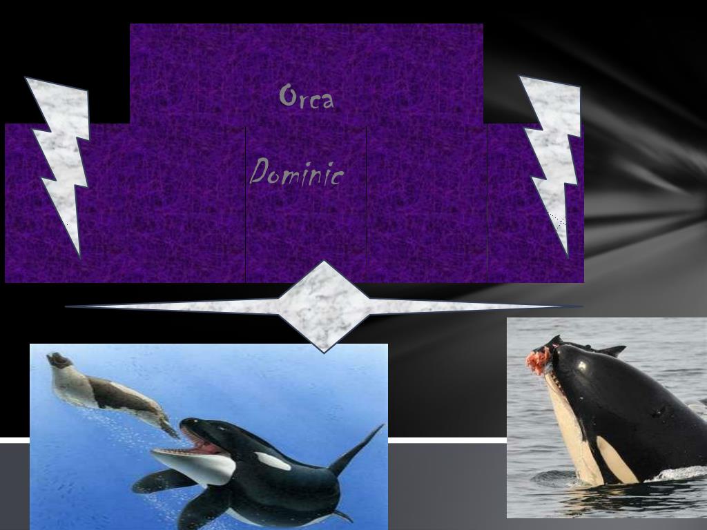 PPT - Orca PowerPoint Presentation, free download - ID:1974711