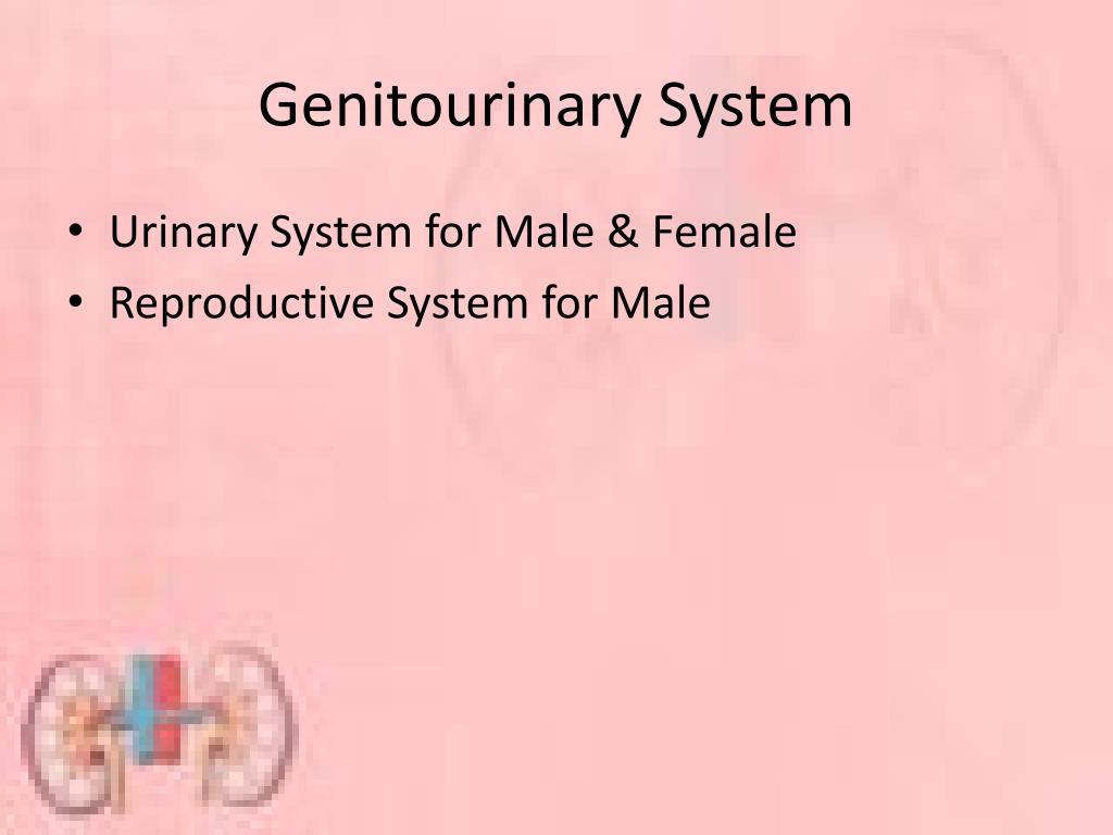 PPT - Genitourinary System PowerPoint Presentation, free download - ID ...