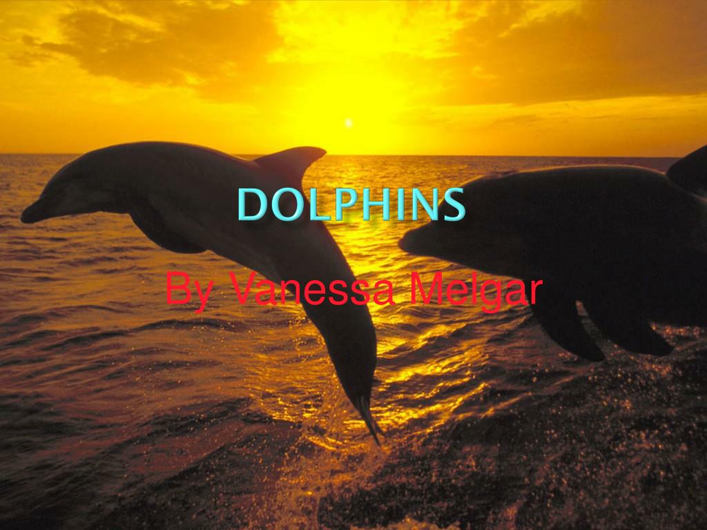PPT - Dolphins PowerPoint Presentation, free download - ID:1975358