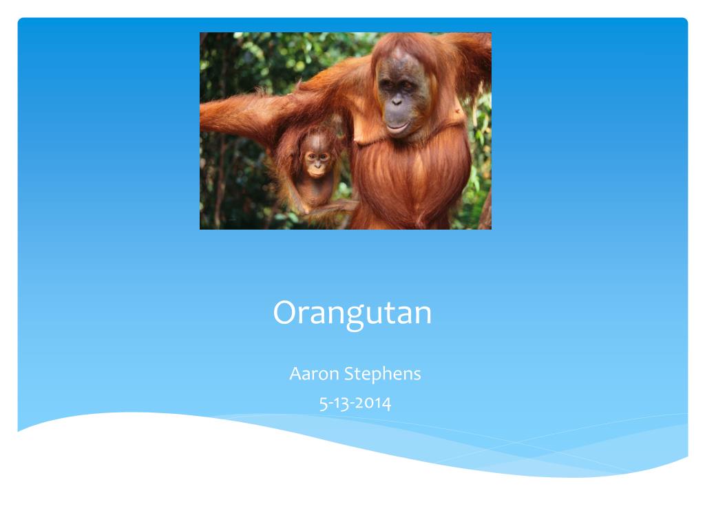 PPT - Orangutan PowerPoint Presentation, free download - ID:1975538