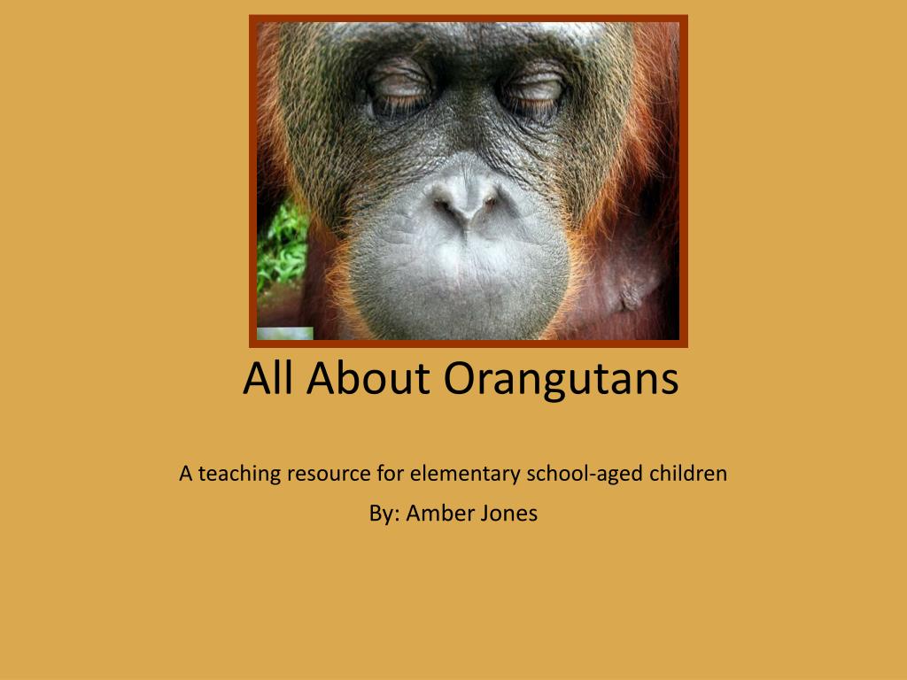 PPT - All About Orangutans PowerPoint Presentation, free download - ID ...