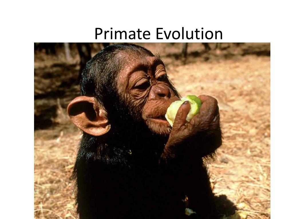 PPT - Primate Evolution PowerPoint Presentation, free download - ID:1976019