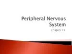 PPT - Peripheral Nervous System PowerPoint Presentation, free download ...