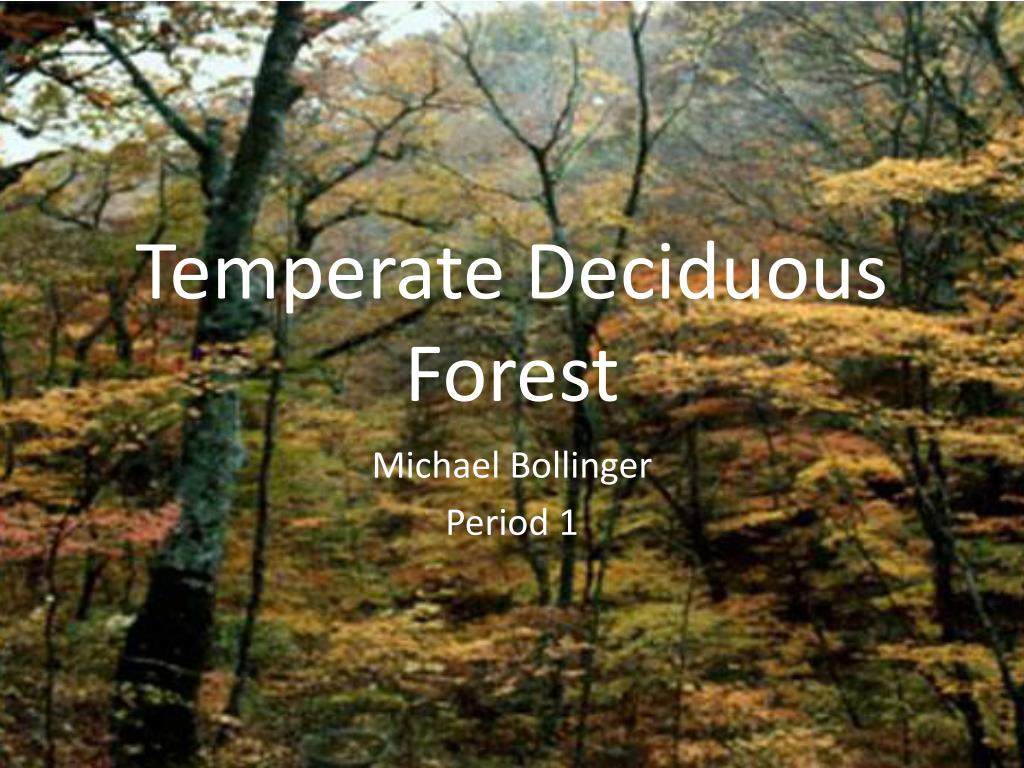 PPT - Temperate Deciduous Forest PowerPoint Presentation, free download ...