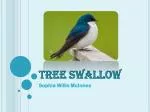 PPT - Barium Swallow PowerPoint Presentation, free download - ID:6605232