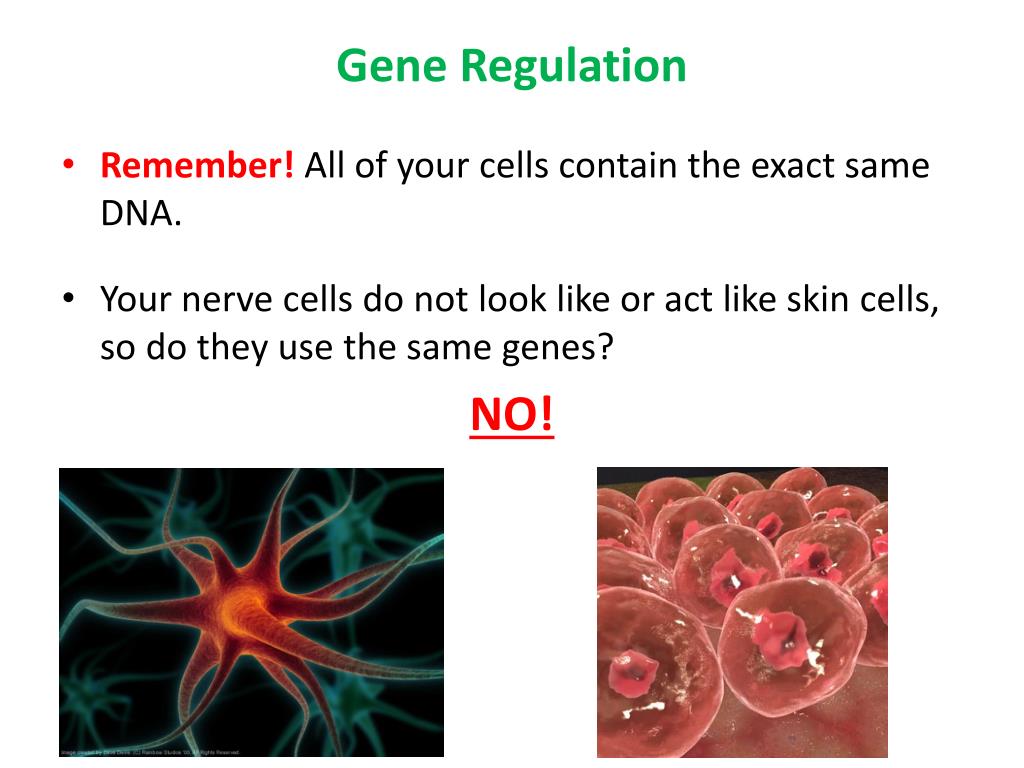 PPT - Gene Regulation: Understanding Expression and Control in ...