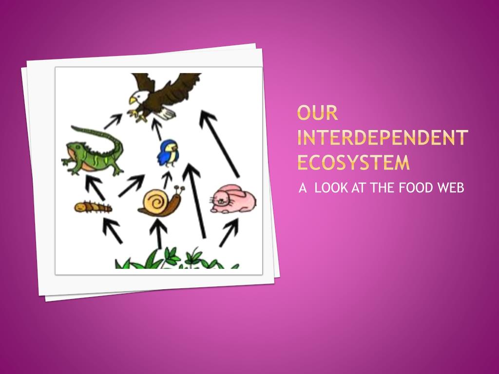 PPT - Our Interdependent Ecosystem PowerPoint Presentation, free ...