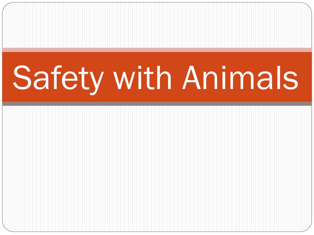 PPT - Safety with Animals PowerPoint Presentation, free download - ID ...
