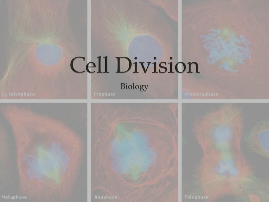 PPT - Cell Division PowerPoint Presentation, free download - ID:1977268