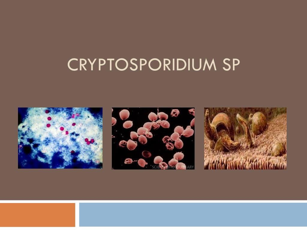 PPT - Cryptosporidium sp PowerPoint Presentation, free download - ID ...