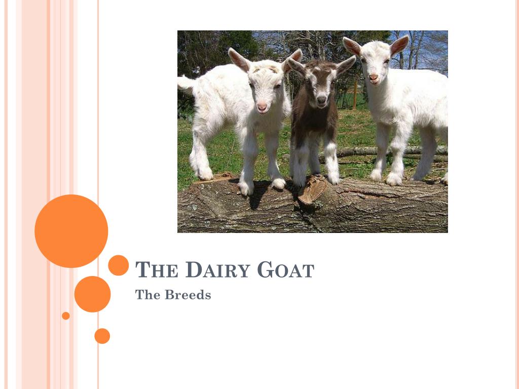 PPT - The Dairy Goat PowerPoint Presentation, free download - ID:1978309