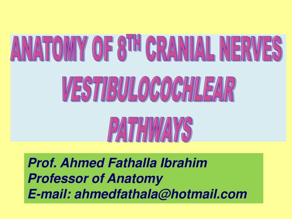 PPT - ANATOMY OF 8 TH CRANIAL NERVES VESTIBULOCOCHLEAR PATHWAYS ...