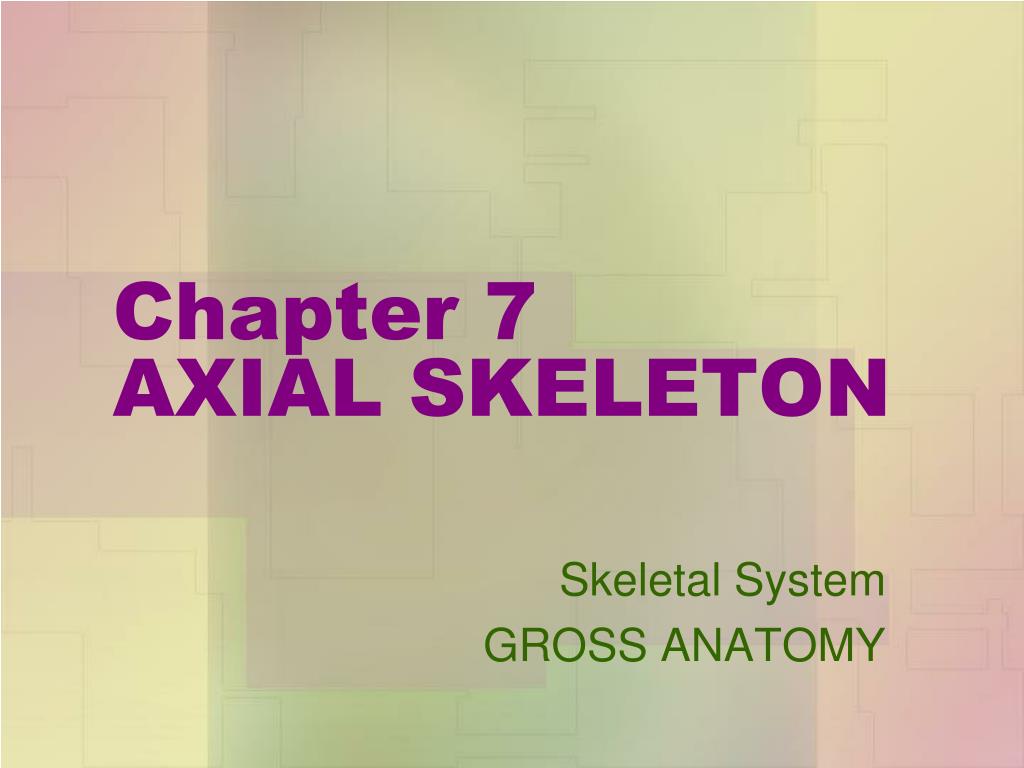 PPT - Chapter 7 AXIAL SKELETON PowerPoint Presentation, free download ...