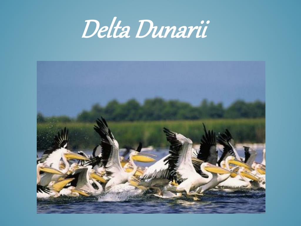 PPT - Delta Dunarii PowerPoint Presentation, free download - ID:1980643