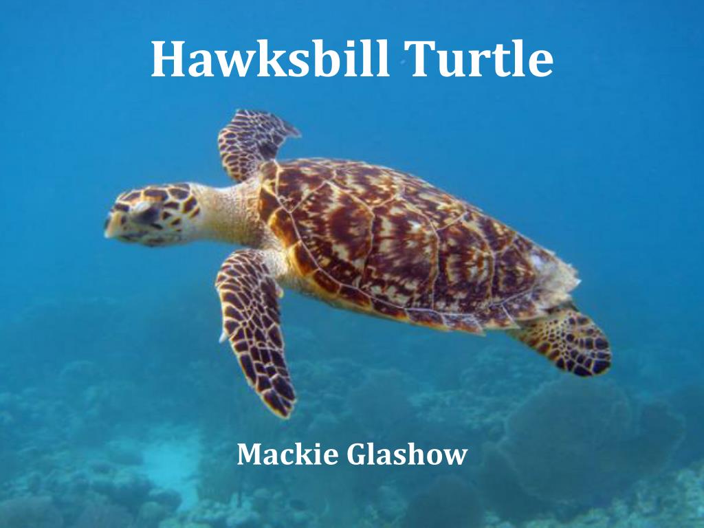 PPT - Hawksbill Turtle PowerPoint Presentation, free download - ID:1981086