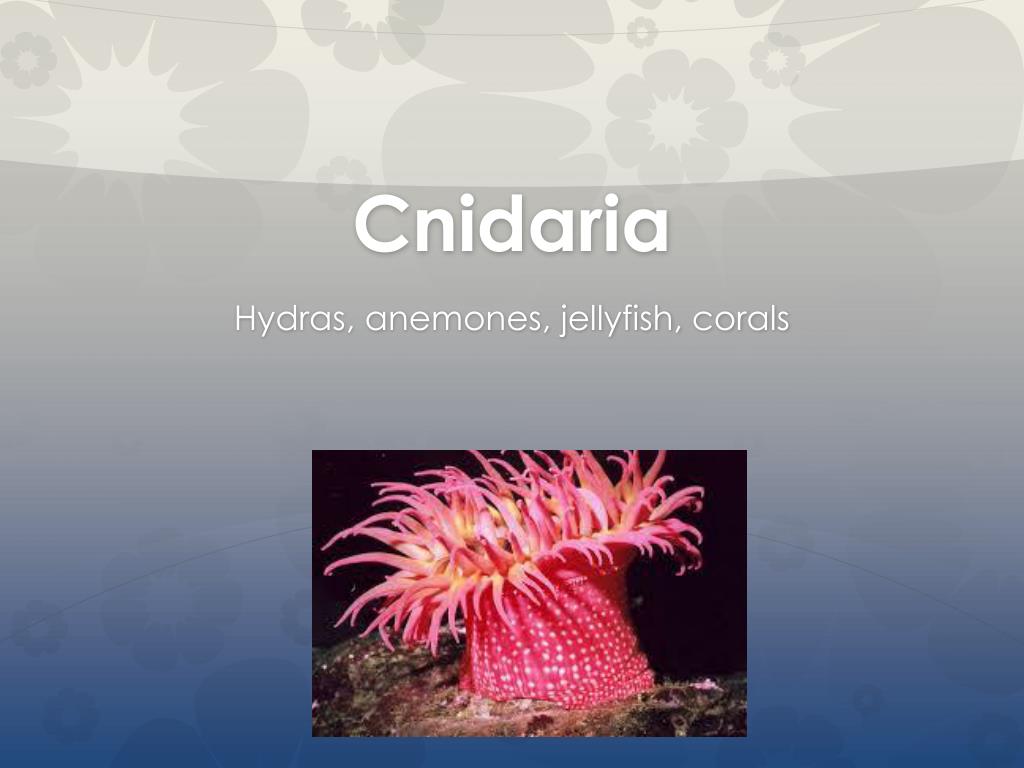 PPT - Cnidaria PowerPoint Presentation, free download - ID:1981265