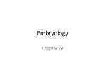 PPT - GENERAL EMBRYOLOGY PowerPoint Presentation, free download - ID:240085