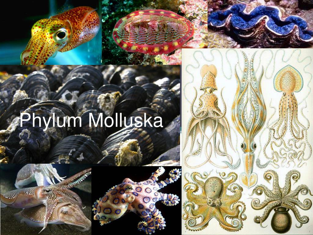 PPT - Phylum Molluska PowerPoint Presentation, free download - ID:1981402
