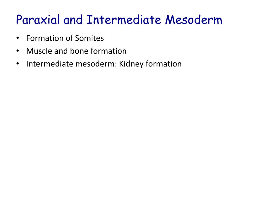 PPT - Paraxial and Intermediate Mesoderm PowerPoint Presentation, free ...