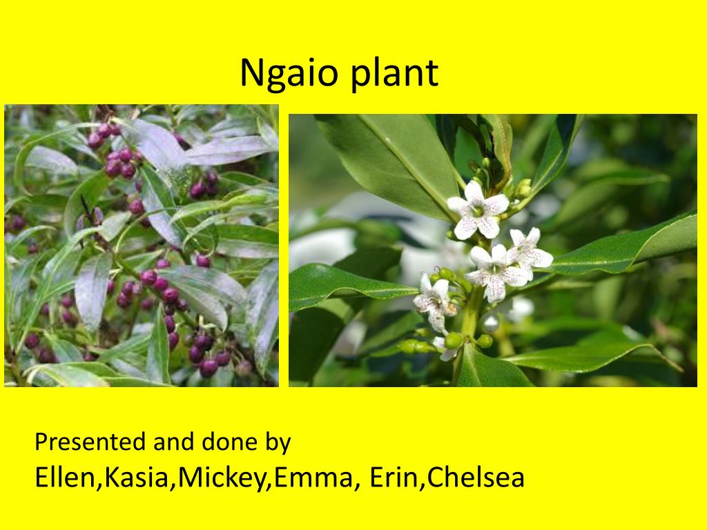 PPT - Understanding the Ngaio Plant: Toxicity, Effects, and Prevention ...