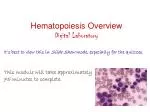 PPT - Hematopoiesis PowerPoint Presentation, free download - ID:9134478