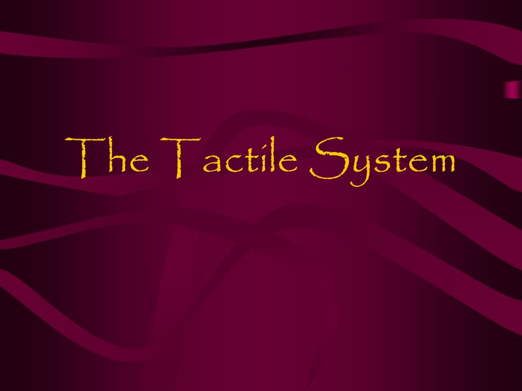 PPT - The Tactile System PowerPoint Presentation, free download - ID ...