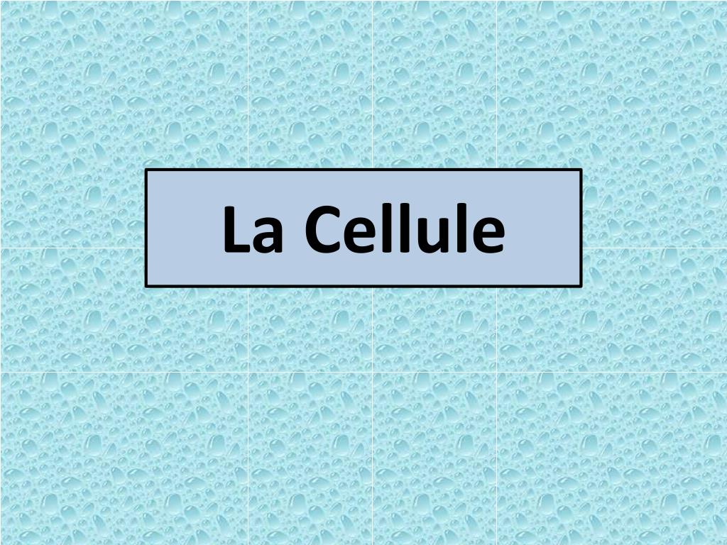 PPT - La Cellule PowerPoint Presentation, free download - ID:1985373