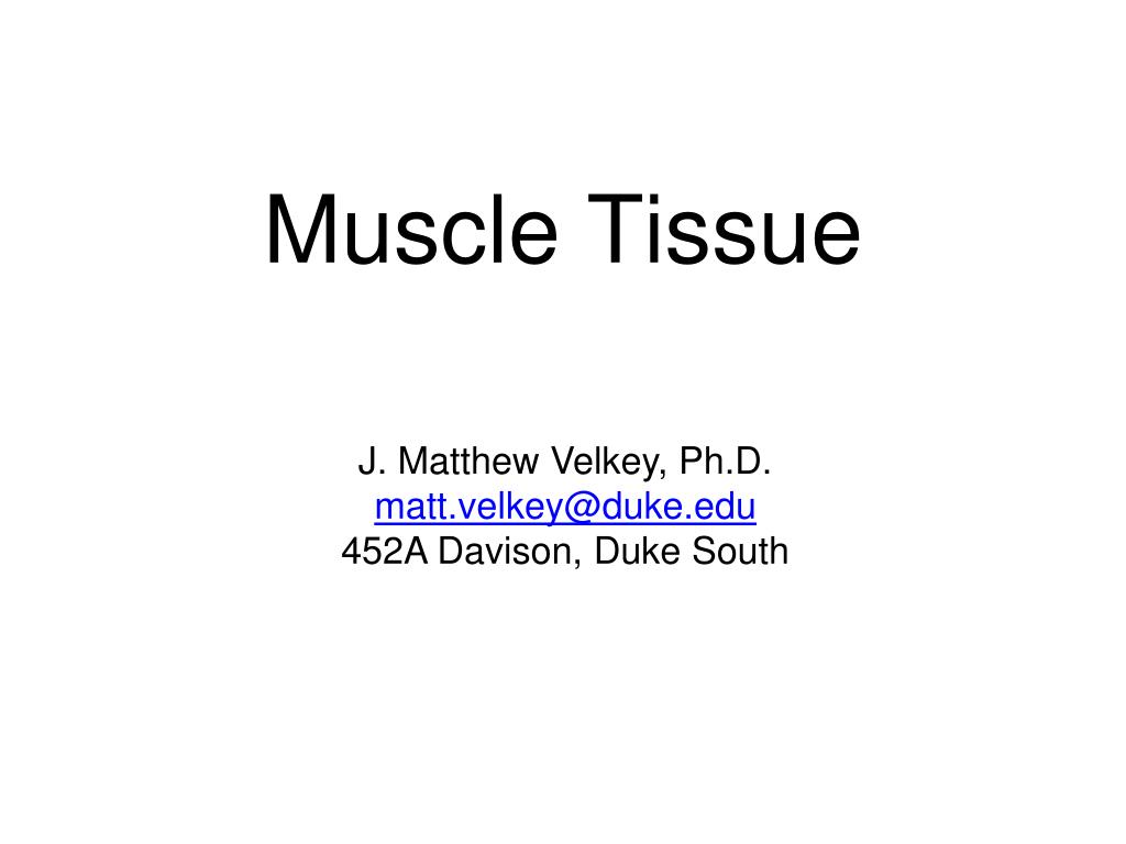 PPT - Muscle Tissue PowerPoint Presentation, free download - ID:1985655